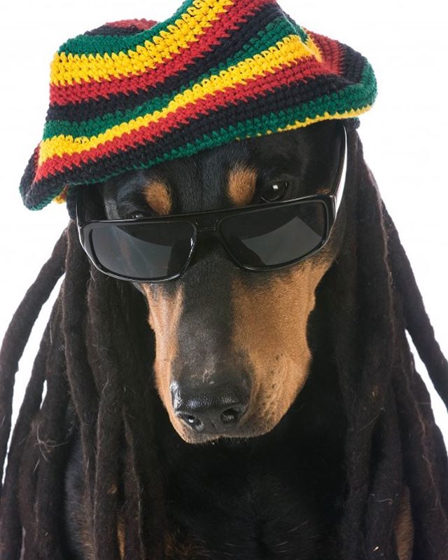 SAIBA QUE OS CÃES SE ACALMAM COM A MÚSICA REGGAE - Planeta Reggae